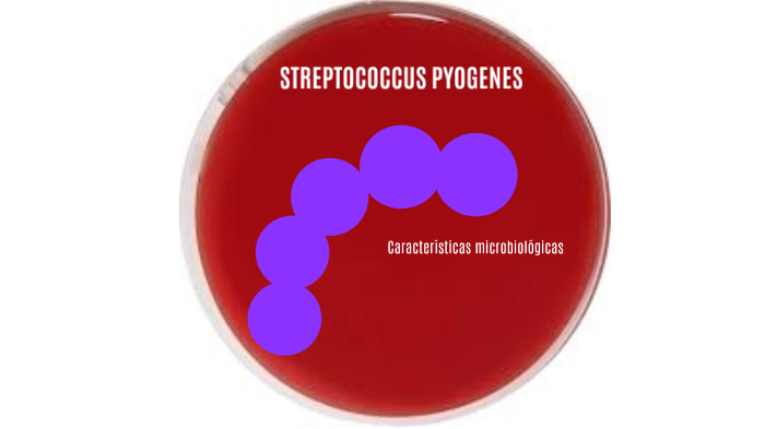 Streptococcus pyogenes: Características microbiológicas by Bozena ...