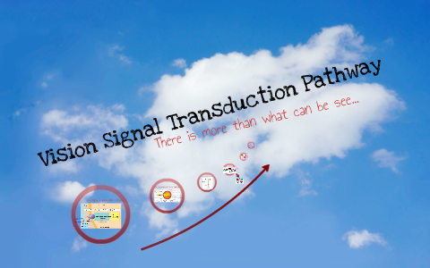 Vision Signal Transduction Pathway by Thao Huynh on Prezi