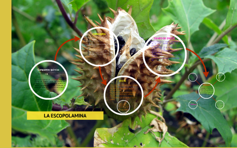 LA ESCOPOLAMINA by on Prezi