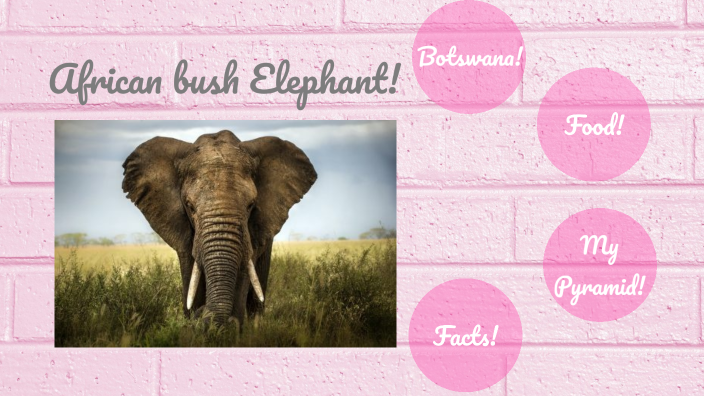 by Shania Gordon on Prezi