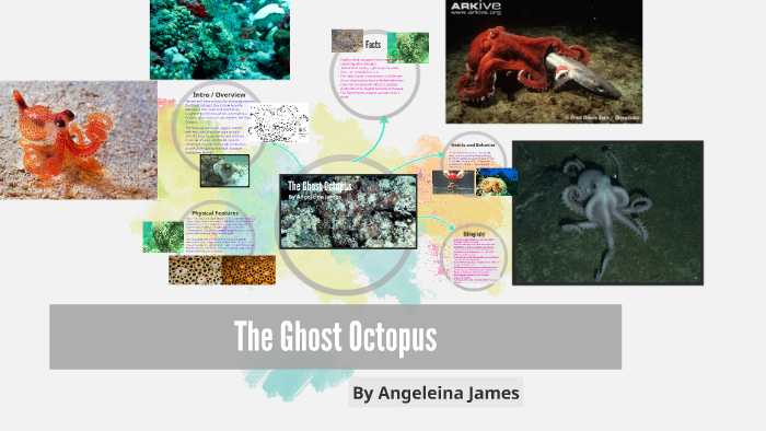 The Ghost octopus by Angeleina James on Prezi