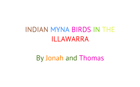 Indian Myna birds by Thomas Rodwell on Prezi