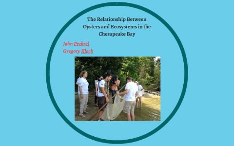 The Relationship Between Oysters and Ecosystems by Gregory Klock on Prezi