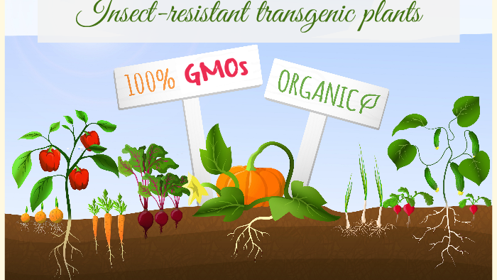 Insect-resistant transgenic plants by hoda ramadan on Prezi