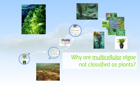 Multicellular Plants