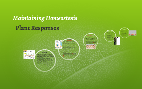 Maintaining Homeostasis (Plant Responses) by Sean Verillo on Prezi