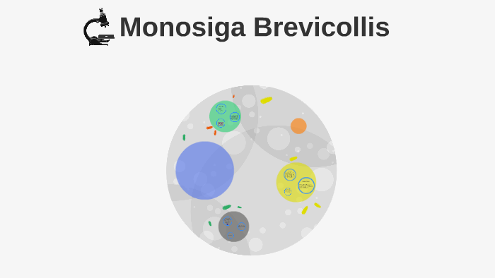 Monosiga Brevicollis by Tori Lynn on Prezi