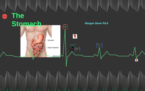 The Stomach by Morgan Davis