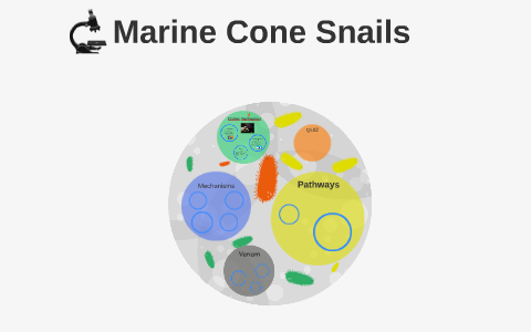 Marine Cone Snail by kyle studnicka on Prezi