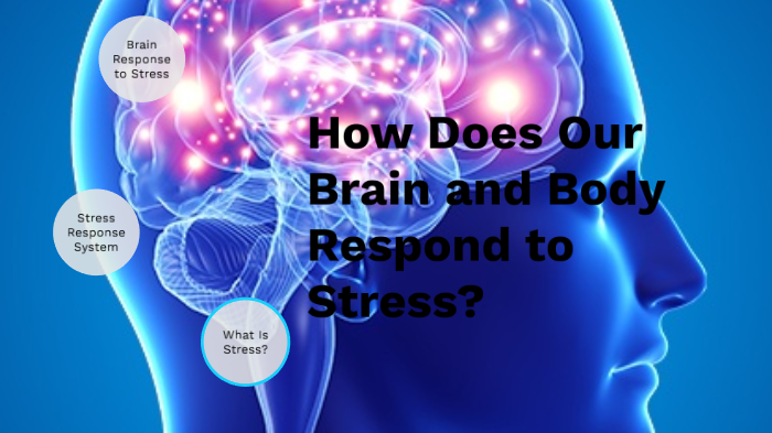 How Does Our Brain and Body Respond To Stress by Madelynn Papia on Prezi