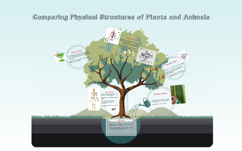 Comparing Physical Structures of Plants and Animals by Kristy Shattler ...