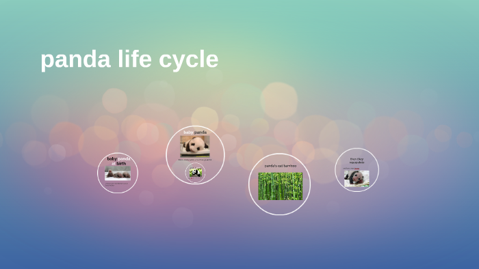 panda life cycle by luke mcardle on Prezi