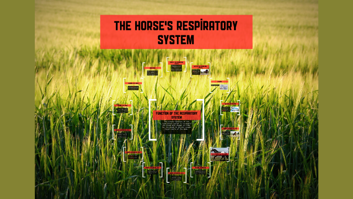 The Horse's Respiratory System by Madeline Kieren on Prezi
