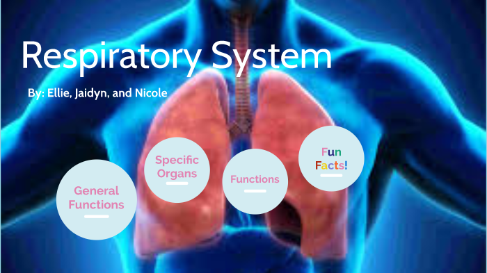 Respiratory System-Anatomy B2 by Jaidyn Marshall on Prezi