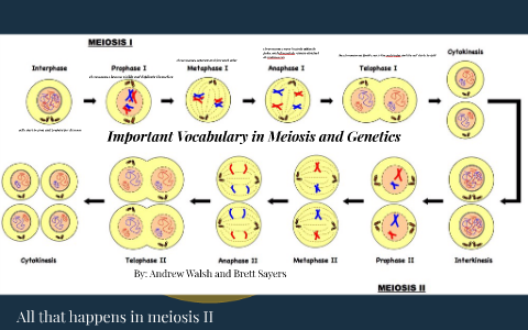Important Vocabulary in Meiosis and Genetics by Andrew Walsh on Prezi