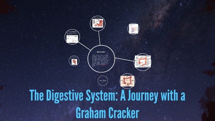 The Digestive System: A Journey with a Graham Cracker by Brooke Fravel ...