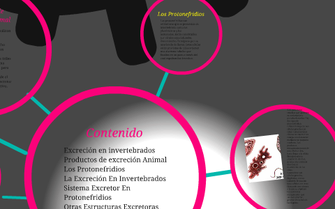 Excreción En Los Protonefridrios by on Prezi
