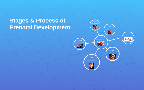 Stages & Process of Prenatal Development by Patrick Luckett on Prezi