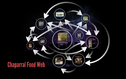 Chaparal Food Web by Dan Lancaster on Prezi