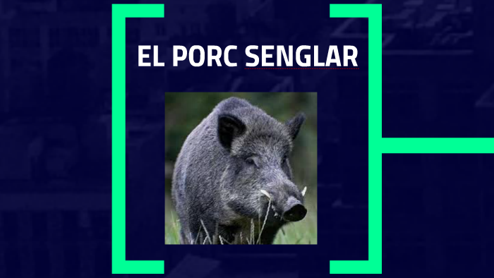EL PORC SENGLAR by Xavi .... on Prezi