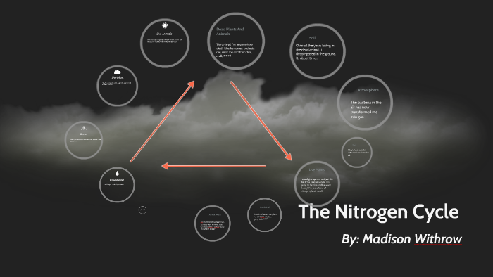 The Nitrogen Cycle by Madison Withrow on Prezi