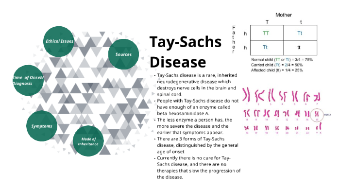 Genetic Disorder Project: Tay-Sachs Disease by Tanner Fauria on Prezi