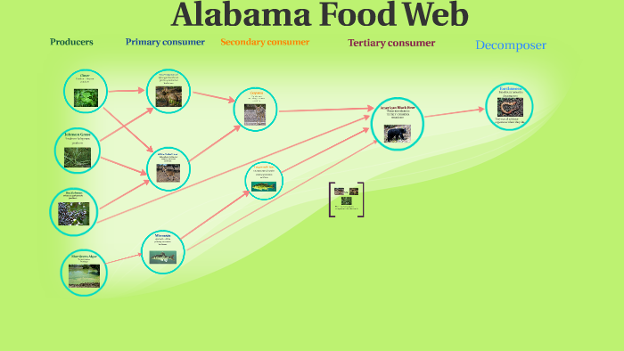 Alabama Food Web by Rebecca Channell on Prezi