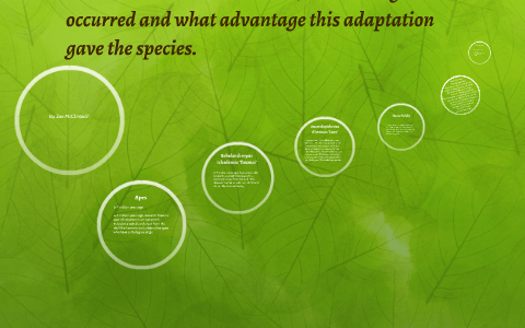 Timeline to represent when adaptations occurred in human an by Zoe ...