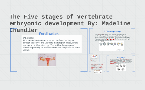 The Five stages of Vertebrate embryonic development by Maddie Chandler ...