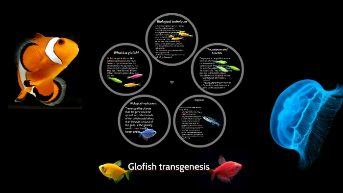 Glofish transgenesis by johanna hall on Prezi