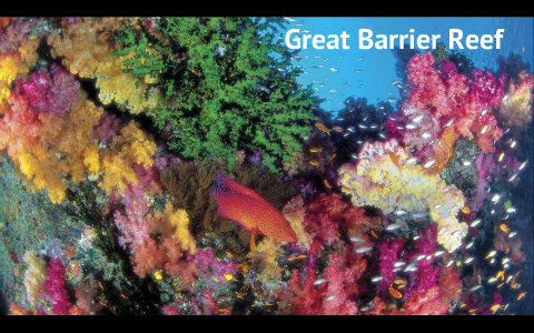 Great barrier reef by DeAndrea Mitchell on Prezi