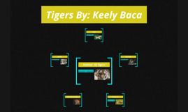Life cycle of tigers by Keely Baca