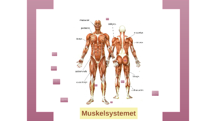 Muskelsystemet by Geir Gangstad on Prezi