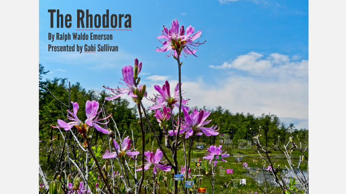 Rhodora Flower Image | Best Flower Site