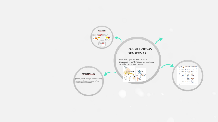 FIBRAS NERVIOSAS SENSITIVAS by Isabel Muñoz on Prezi