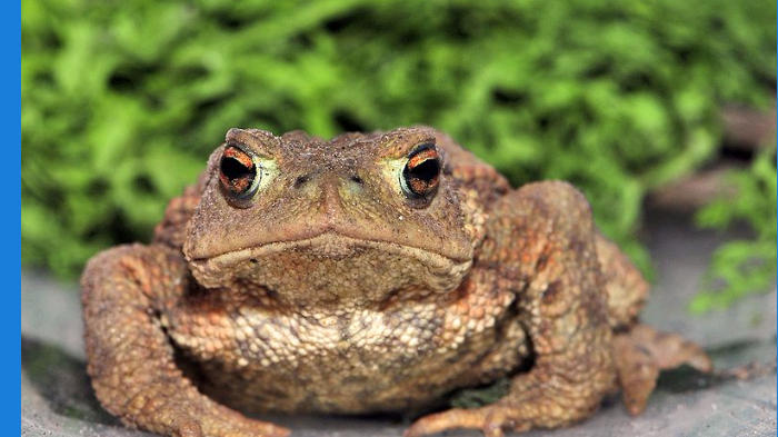 6 Antony Roman/ Exploding toads project by Antony Roman on Prezi