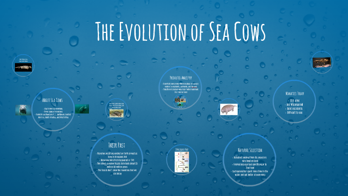 The Evolution of Sea Cows by Aeryn J