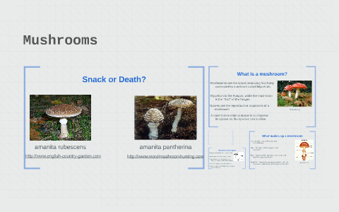What is a Mushroom? by David Wartenbe on Prezi