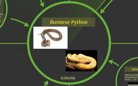 Burmese Python by E D on Prezi