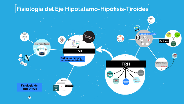 TSH y TRH by Alexander Bold on Prezi