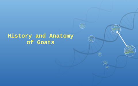History and Anatomy of Goats by Amber Allen on Prezi