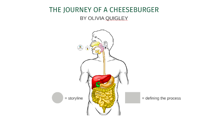 The Digestive System Story of a cheeseburger by Olivia Quigley on Prezi