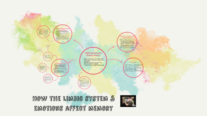 How the Limbic System & Emotions Affect Memory by Abby K on Prezi