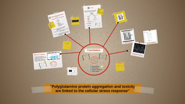 "Polyglutamine protein aggregation and toxicity are linked t by Rui ...