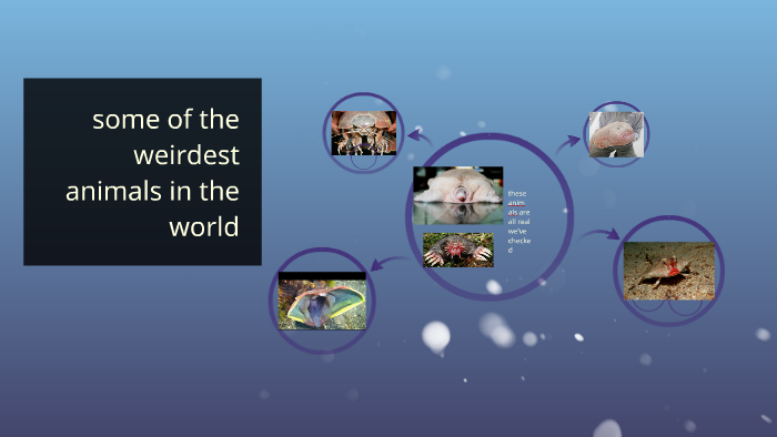 the weirdest animals in the world by Georgia Leese on Prezi
