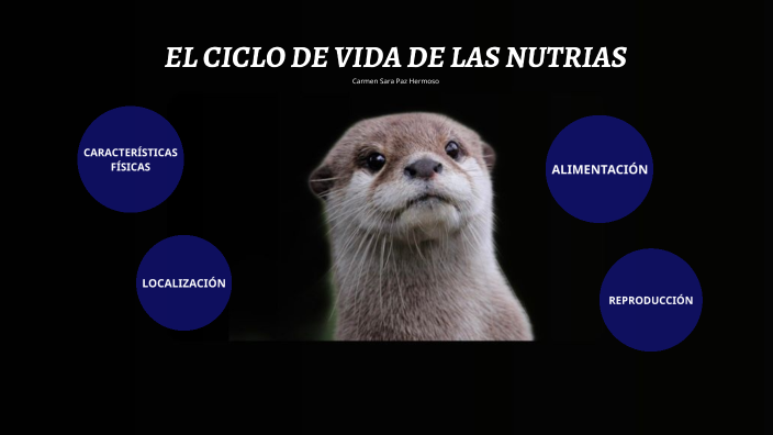 ciclo de vida de las nutrias by carmen sara paz hermoso on Prezi
