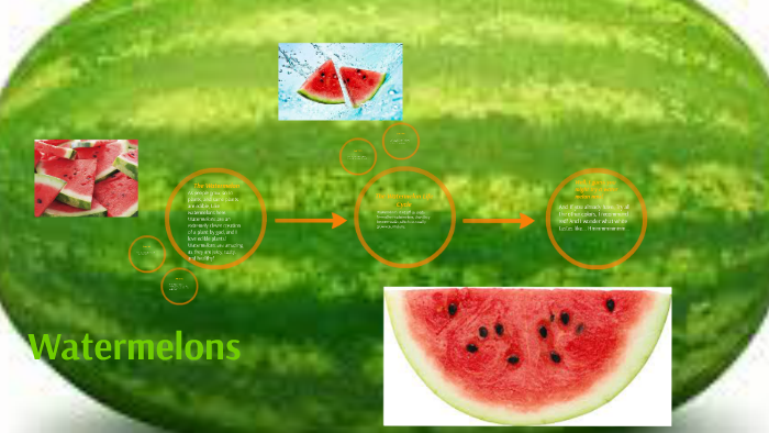 The Watermelon Life Cycle by Charles Parker on Prezi