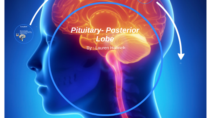 Pituitary- Posterior Lobe by Lauren Hattrich on Prezi