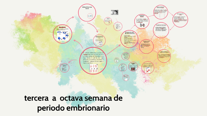 tercera semana a la octava semana de periodo embrionario by adriana cordero on Prezi