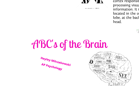 ABC's of the Brain - AP Psych. by Hayley Milczakowski on Prezi